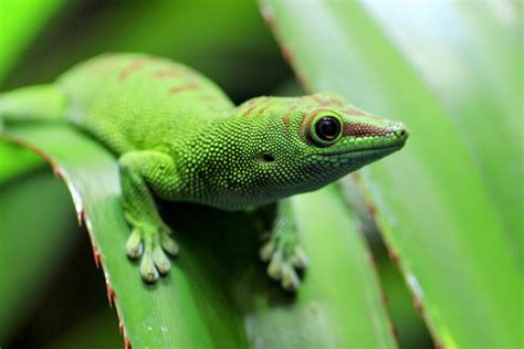 Eight New Species Of Gecko Discovered In Madagascar •