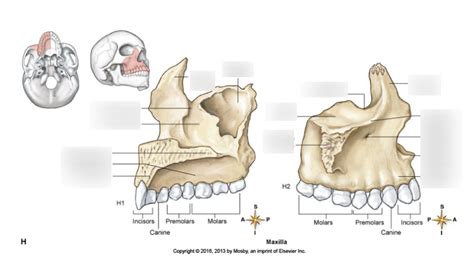 Maxilla Bone Diagram Quizlet