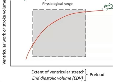 control of cardiac output flashcards quizlet