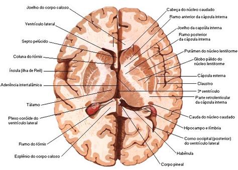 NÚcleos Da Base SecÇÃo Transversal Do CÉrebro Anatomia Do Cérebro