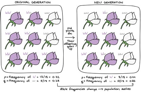 Allele Frequency Biology Simple