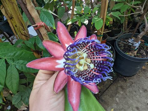 Passiflora Phoenicea 1 — Postimages