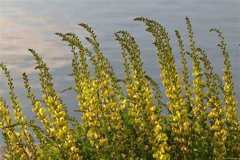 Растение с желтыми цветами 68 фото