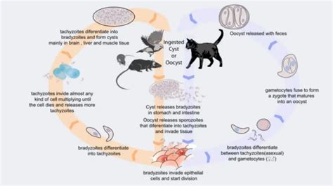 Protozoa Definition Classification Characteristics Structure Locomotion Examples