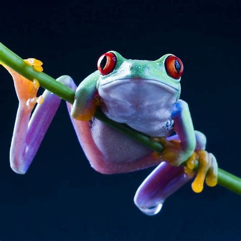 70 Tree Frog Wallpapers WallpaperSafari