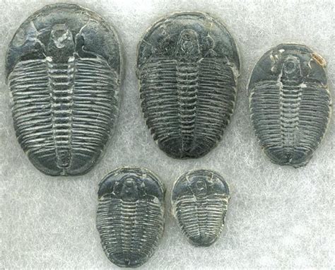 A History Of Life On Earth The Palaeozoic Era Owlcation