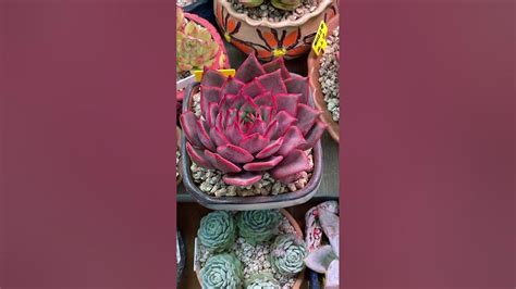 빨간색이 이쁜 부케 이쁘네요~ Youtube