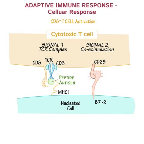 Pathology Glossary T Cell Activation Draw It To Know It