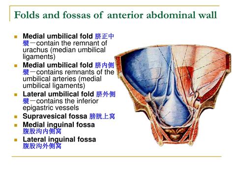 Ppt The Peritoneum 腹膜 Powerpoint Presentation Free Download Id746252