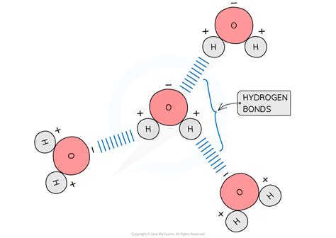 Ib Dp Biology Sl复习笔记213 Hydrogen Bonds 翰林国际教育