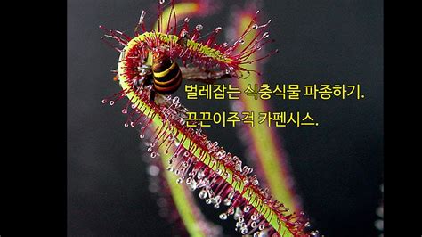 식충식물 파종하기 끈끈이주걱 카펜시스 Youtube