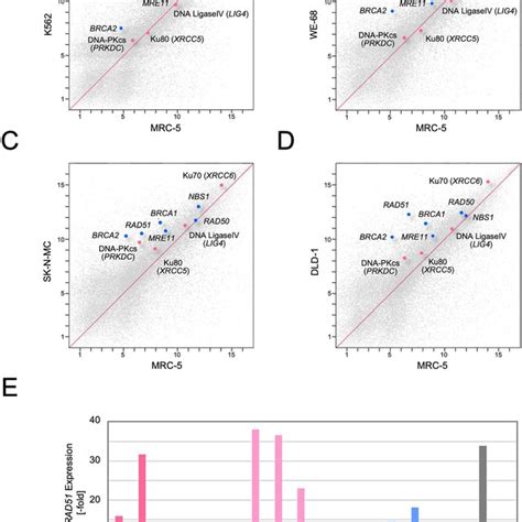 Expression Microarray Analyses Of Tl⁺ Human Tumor Cell Lines Using An