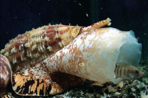 Cone Snail Venom Reveals Insulin Insights Nih News In Health