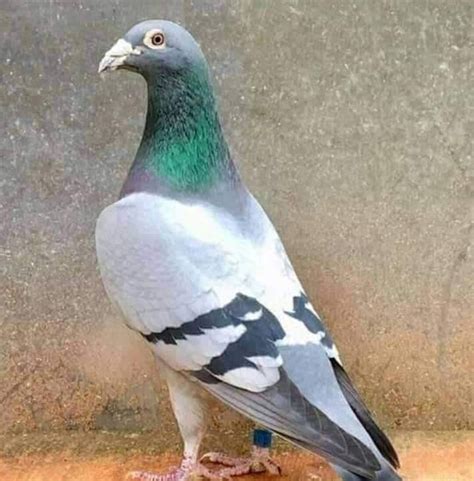 هواة الحمام الزاجل في العالم