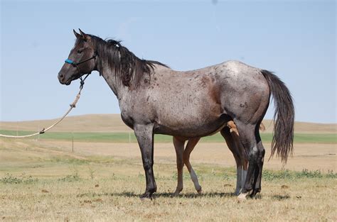 Lazy Js Ranch Ljsr Taos