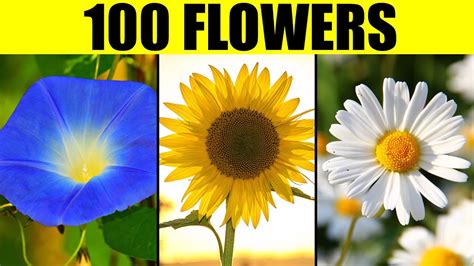 Different Types Of Flowers In The World