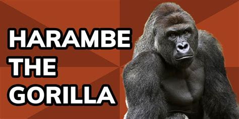 Harambe Meme The History And Memes Of Harambe The Gorilla