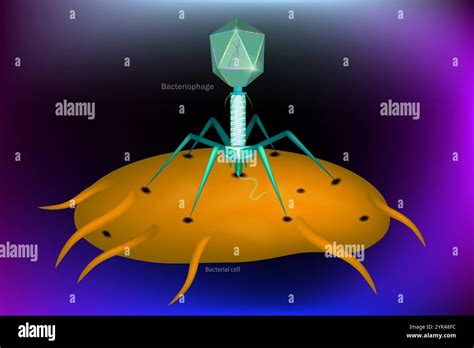 A Bacteriophage Or Phage Is A Virus That Infects And Replicates Within
