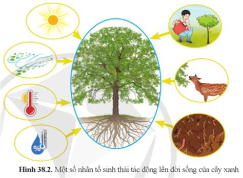 Quan sát hình và cho biết a Có những nhân tố nào của môi trường tác động đến sự sinh