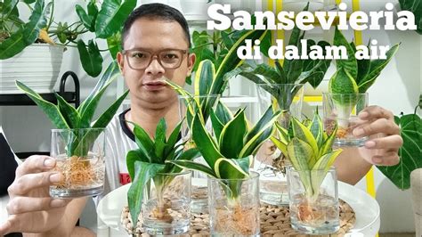 Cara Merawat Tanaman Yang Bisa Dilakukan Rawat Mania Videos