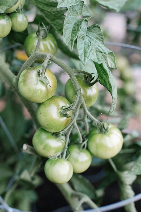 Tomato Planting And Growing Tips — The Purposeful You · Garden