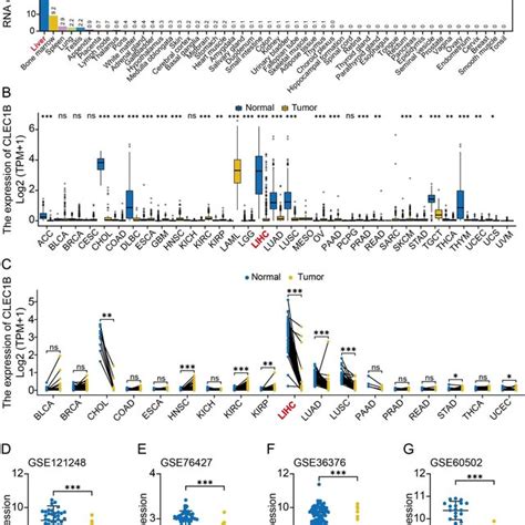 Expression Profile Of Clec1b In Hcc A Rna Expression Of Clec1b In Download Scientific