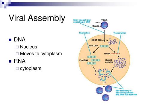 Ppt Virology Powerpoint Presentation Free Download Id650355
