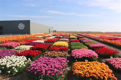 Tulip Festival Amsterdam Top 5 Things To Do During Spring In Holland