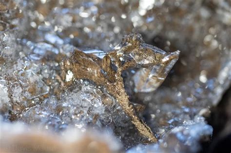 I Found Plant Matter In This Geode How Would I Go About Identifying The Plant And Its Age R