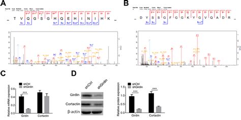 Cortactin Protein Level Is Decreased When Knocking Down Girdin A B Download Scientific