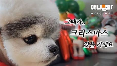 애니멀봐 오마이독 산타도 지나가다 듣고 갔어요 ‘강아지가 들려주는 크리스마스의 기적 Sbs