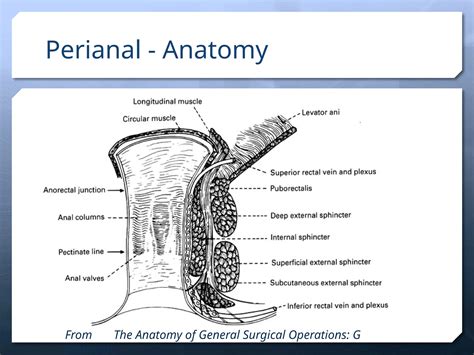 Perianal Abscess And Fistula In Ano Disease Pptx