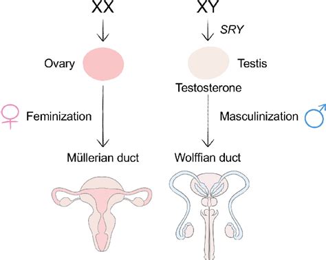 Figure 1 From Prenatal Sex Hormone Exposure Is Associated With The Development Of Autism