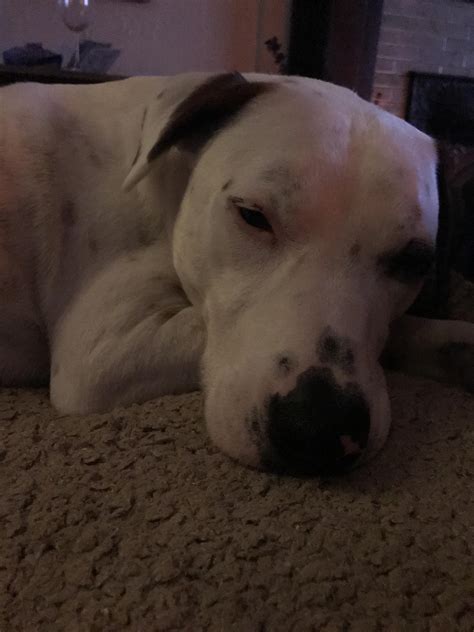 My Sweet Pit Pointer Mix Thinks Its Too Effing Hot In Denver R Pitbulls