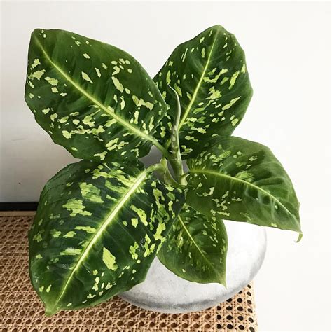 44 Stunning Dieffenbachia Varieties You Need To Know Houseplant Alley