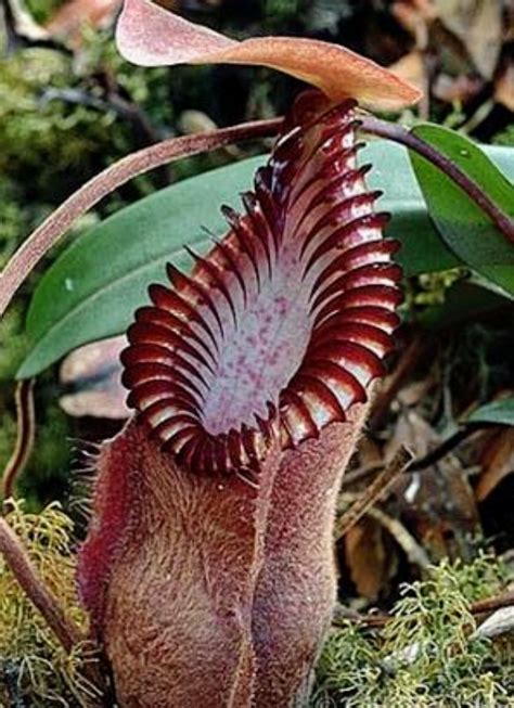 The Penis Fly Trap R Dontputyourdickinthat