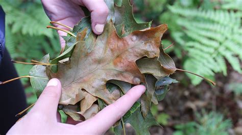 Experts Warn Against Common Yard Habit That Could Kill Your Trees In