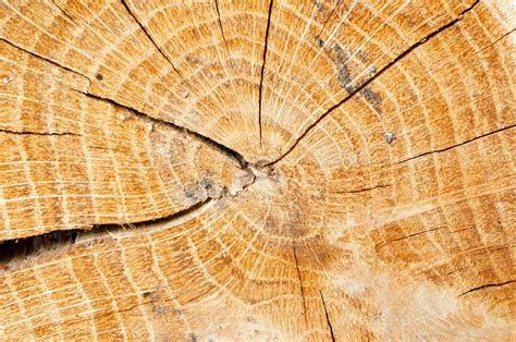 Tree Cut Background Stock Photo At Vecteezy