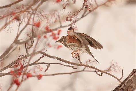 ワキアカツグミ carefree