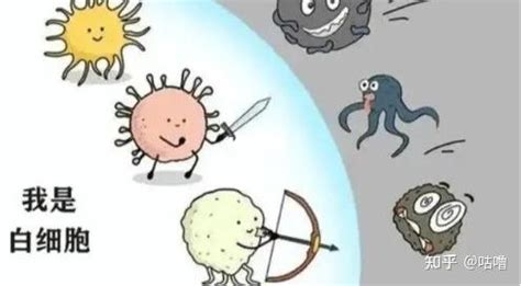 化疗病人吃什么提高免疫力化疗白细胞低 知乎