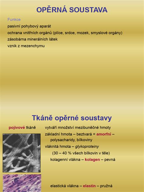 Opěrná Soustava Člověka Pdf
