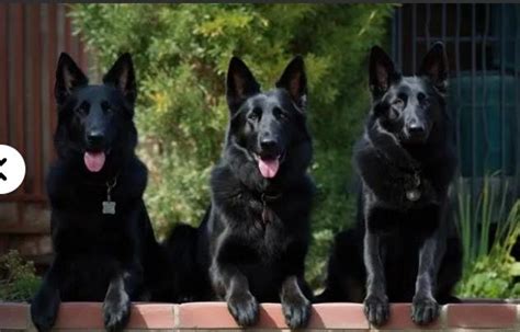 เยอรมันเชพเพิร์ด Ennxo