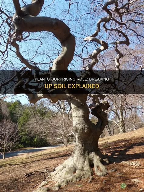 Plants Surprising Role Breaking Up Soil Explained ShunCy