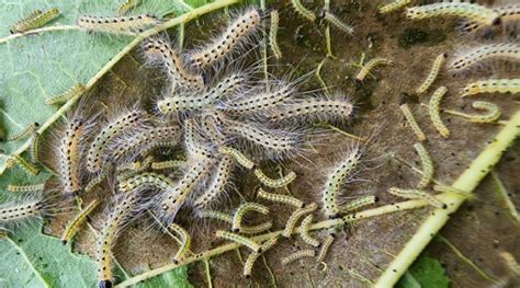 한강 그 벌레 유해 해충 송충이 닮은 벌레