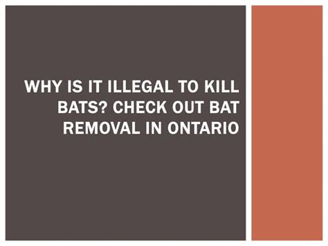Why Is It Illegal To Kill Bats Check Out Bat Removal In Ontario Ppt
