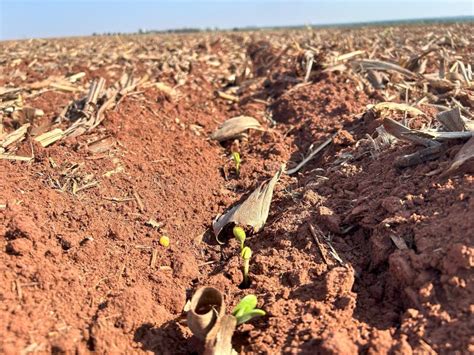 Soybean Crop In Brazil Large Soybean Plantations Integrated Crop Livestock System Agriculture