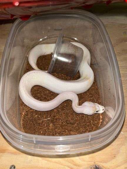 Female Blue Eyed Lucy Ball Python Rogers Community Auction Inc