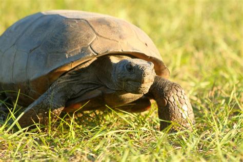 Gopher Tortoise Around The World With Marty Essen