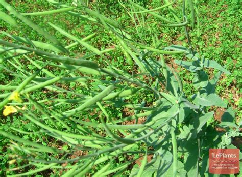 Горчица сарептская (Brassica juncea) — описание, выращивание, фото | на ...