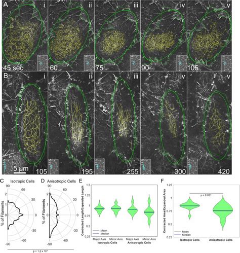 Actin Filament Array Condensation And Relaxation Parallels Amnioserosa
